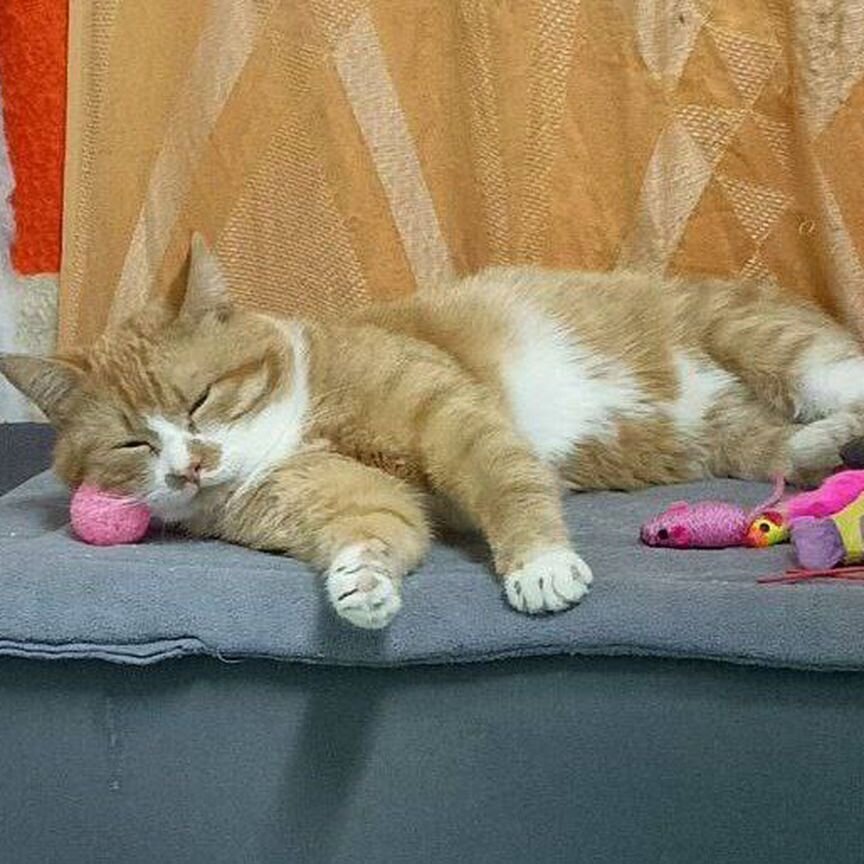 Котик в добрые руки