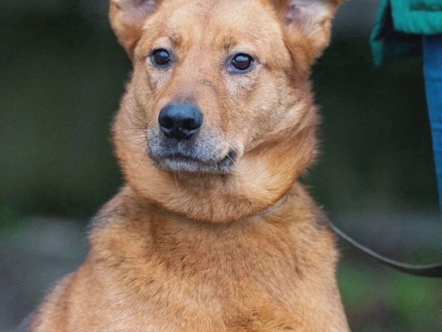 Красотка Иришка ищет дом