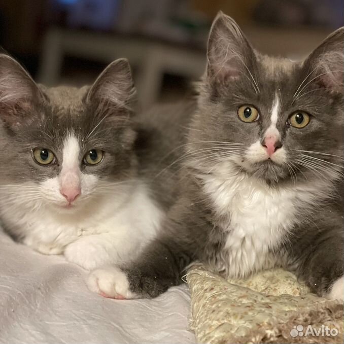 Котята братишки котишки