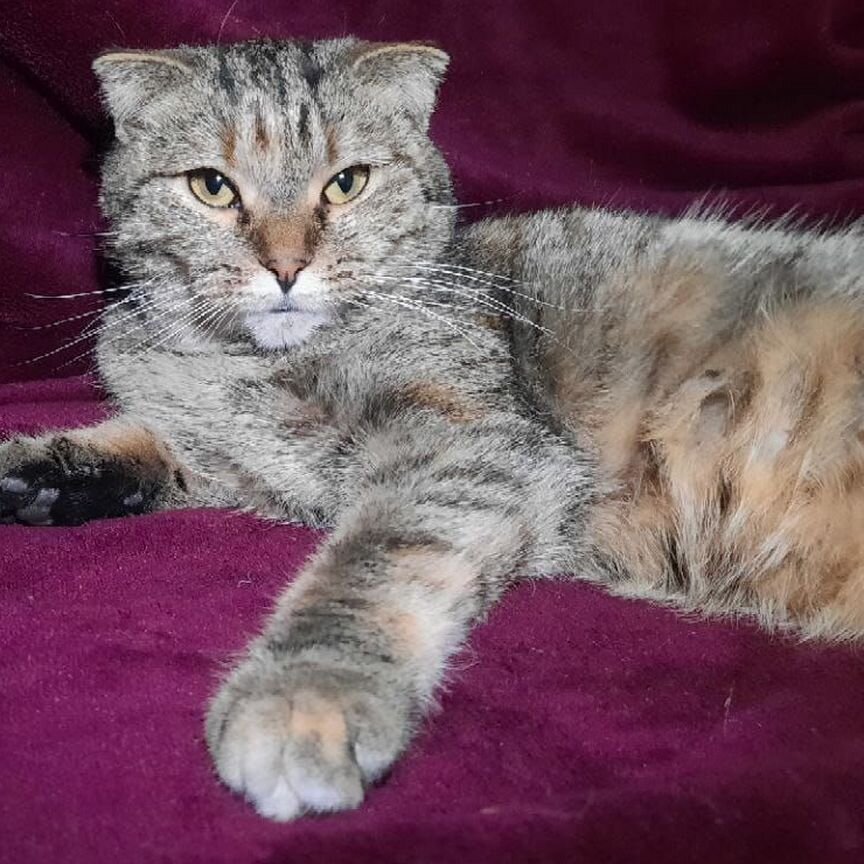 Кошка