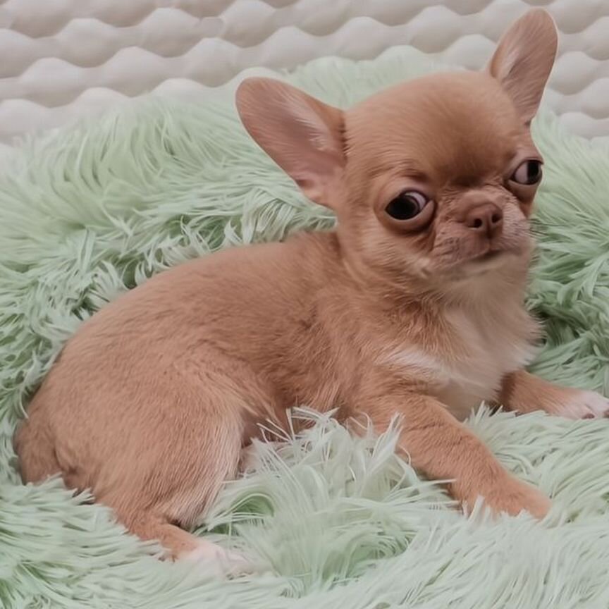 Чихуахуа, щенок