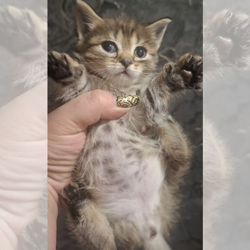 Шотландский вислоухий короткошёрстный котёнок