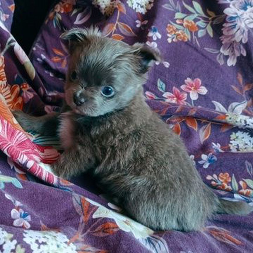 Чихуахуа девочка