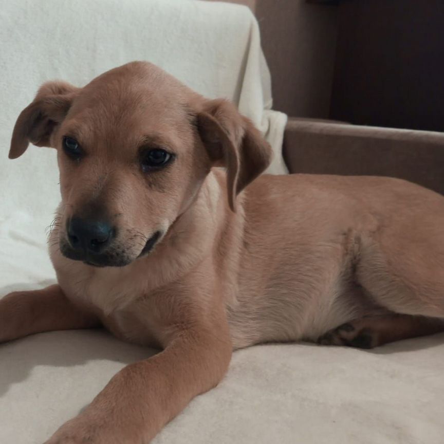 Щенок в добрые руки