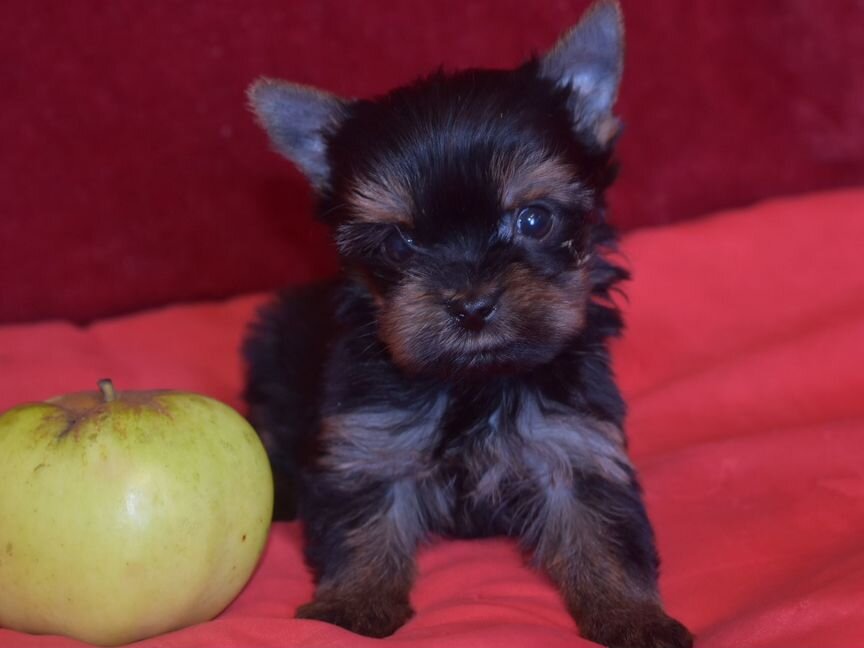 Йорк - мини девочка черно-подпалая