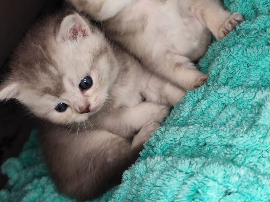 Шотландские котята