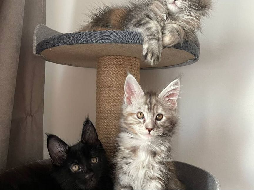 Котята мейн-кун