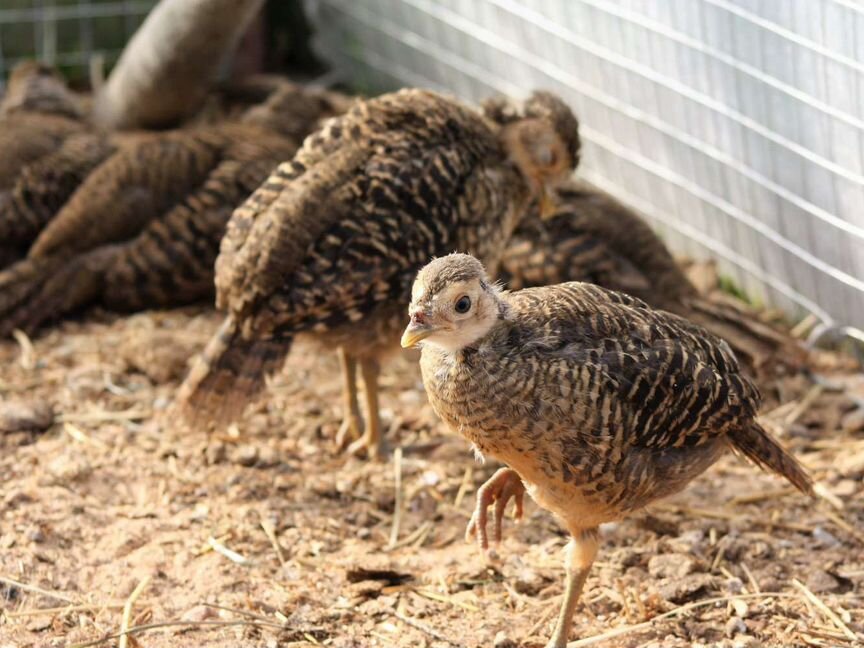 Фазаны золото, королевские, серебро, лимонные