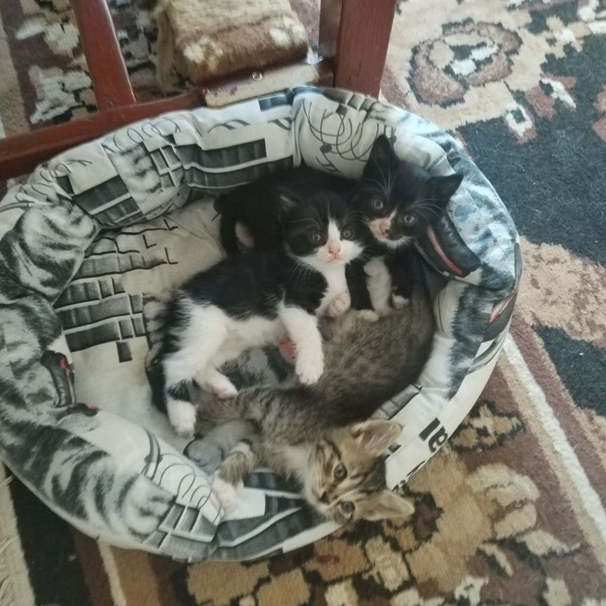 Кошки в добрые руки бесплатно
