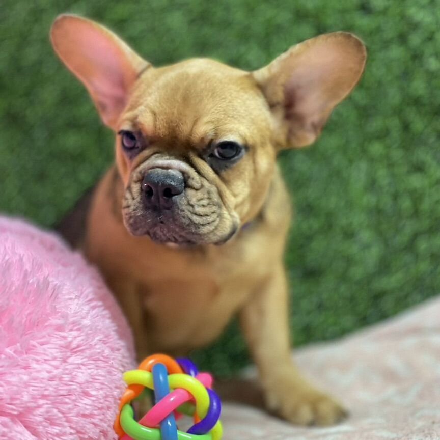 Французский бульдог щенки