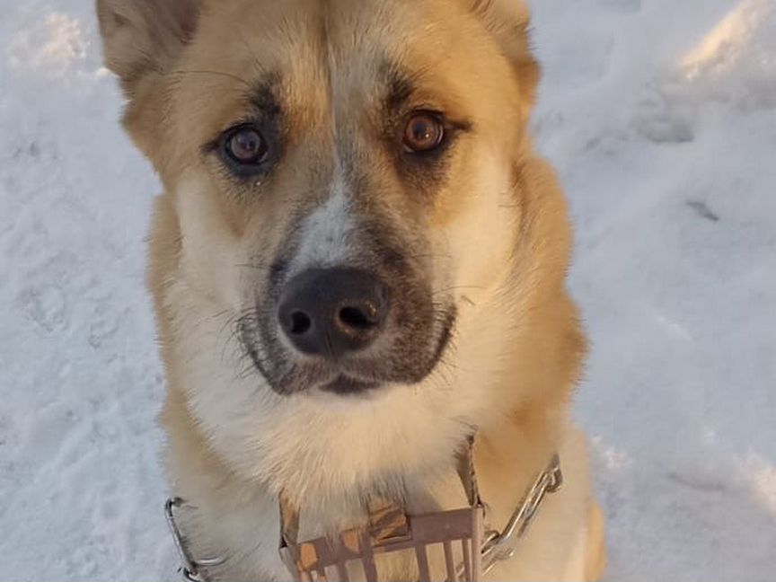 Отдам в добрые руки