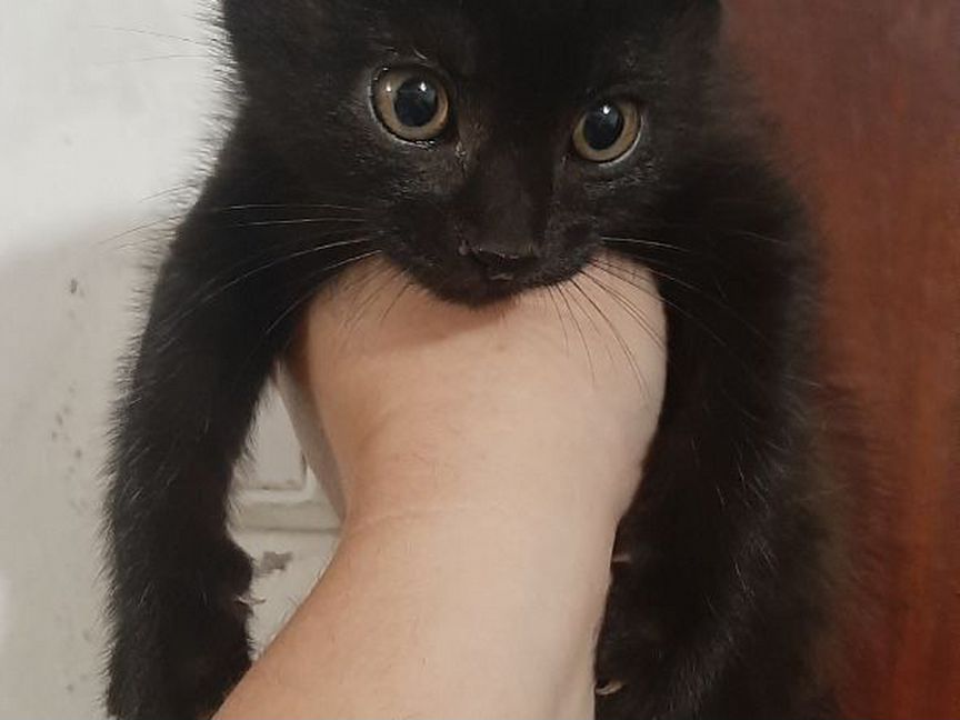 Котик 3 месяца