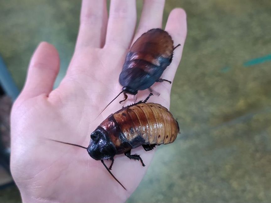 Мадагаскарский таракан