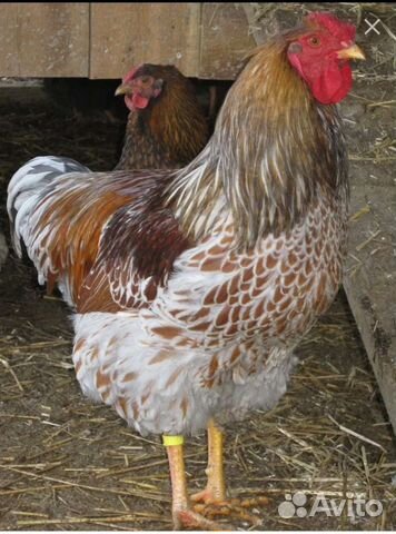 Виандот Петух