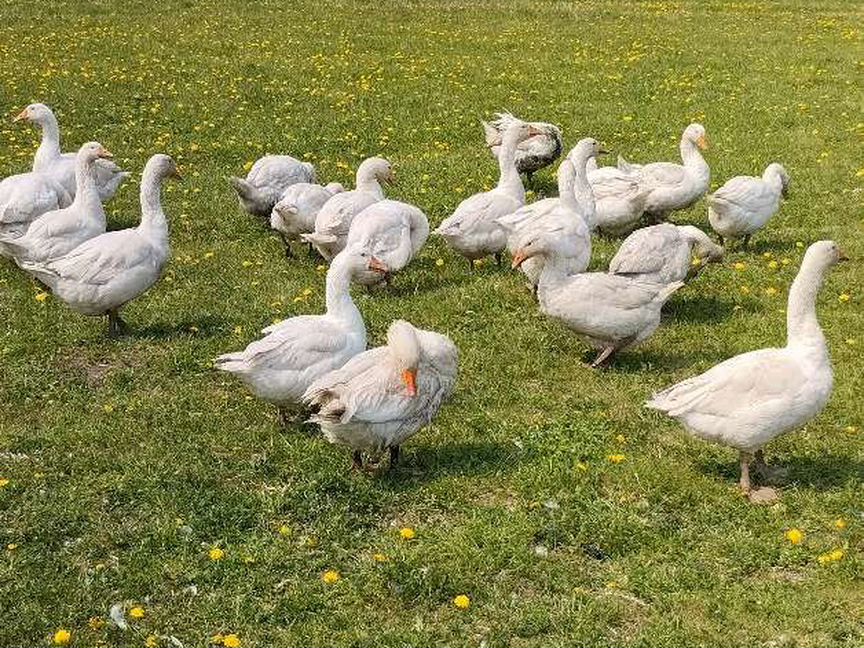 Гуси губернаторские