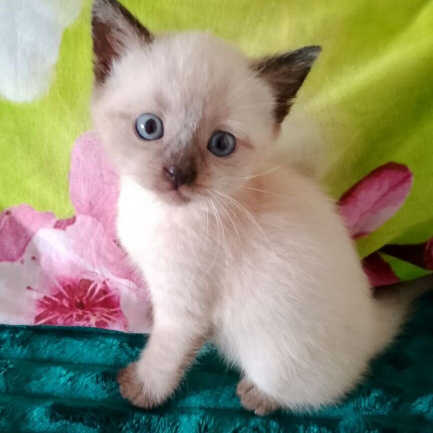 Тайские котята