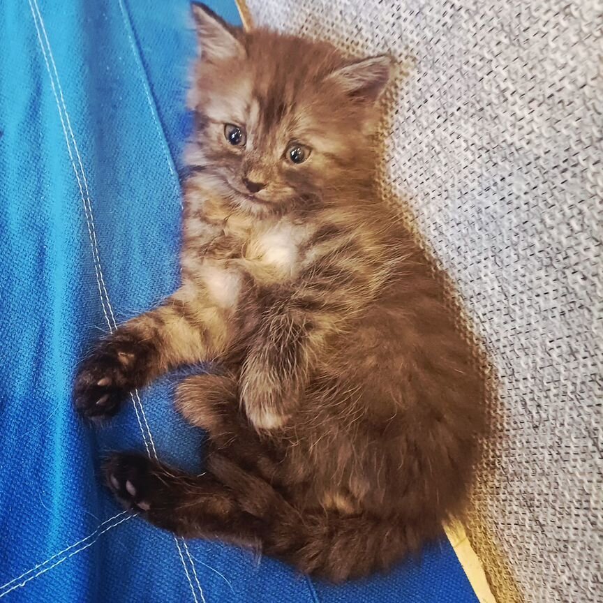 Котёнок в добрые руки