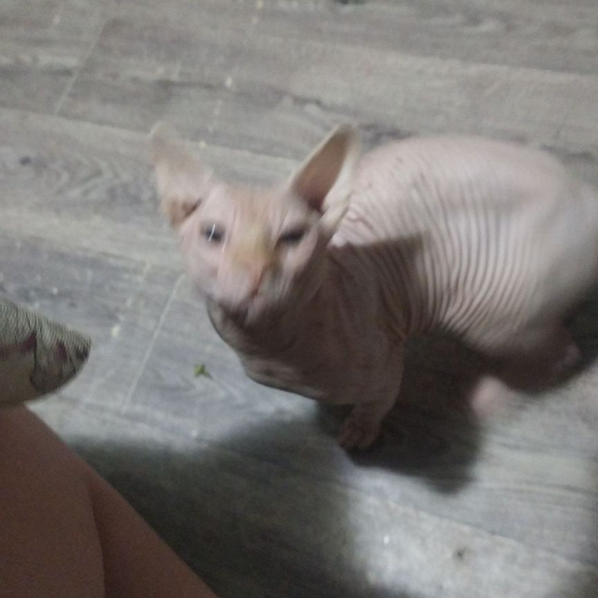 Сфинкс кот