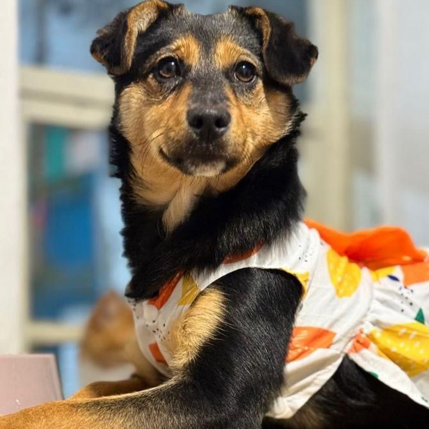 Щенок в добрые руки