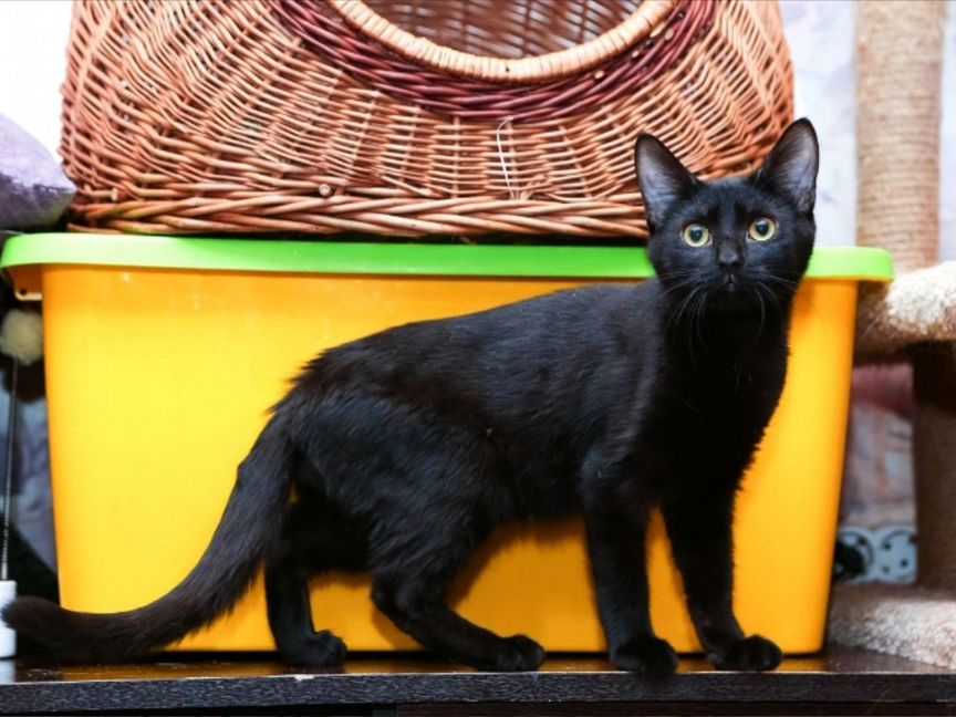 Кошка