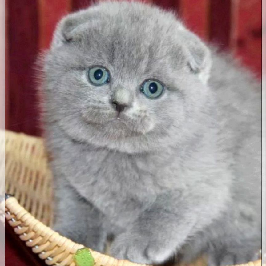 Вислоухие голубые плюшки)