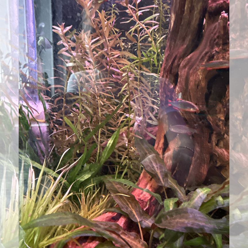 Аквариумные растения