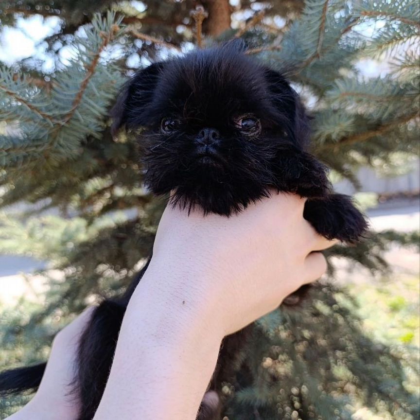 Мальчик бельгийчик