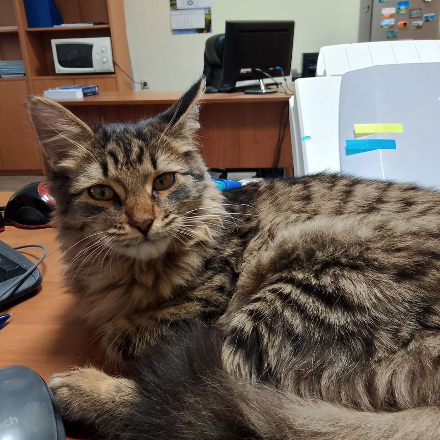 Котенку нужна семья