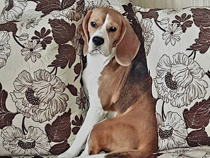 Бигль ищет новую семью