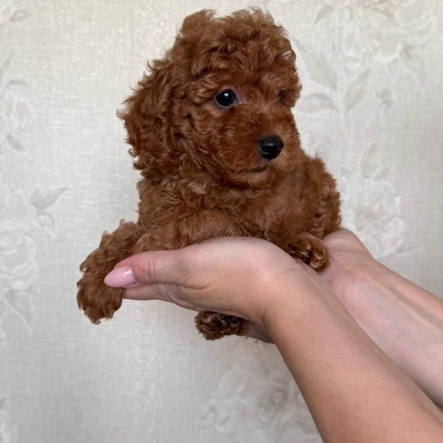 Карликовый пудель, щенок