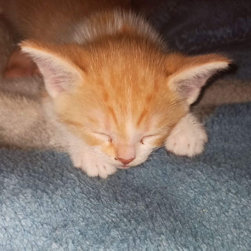 Британский короткошёрстный котёнок