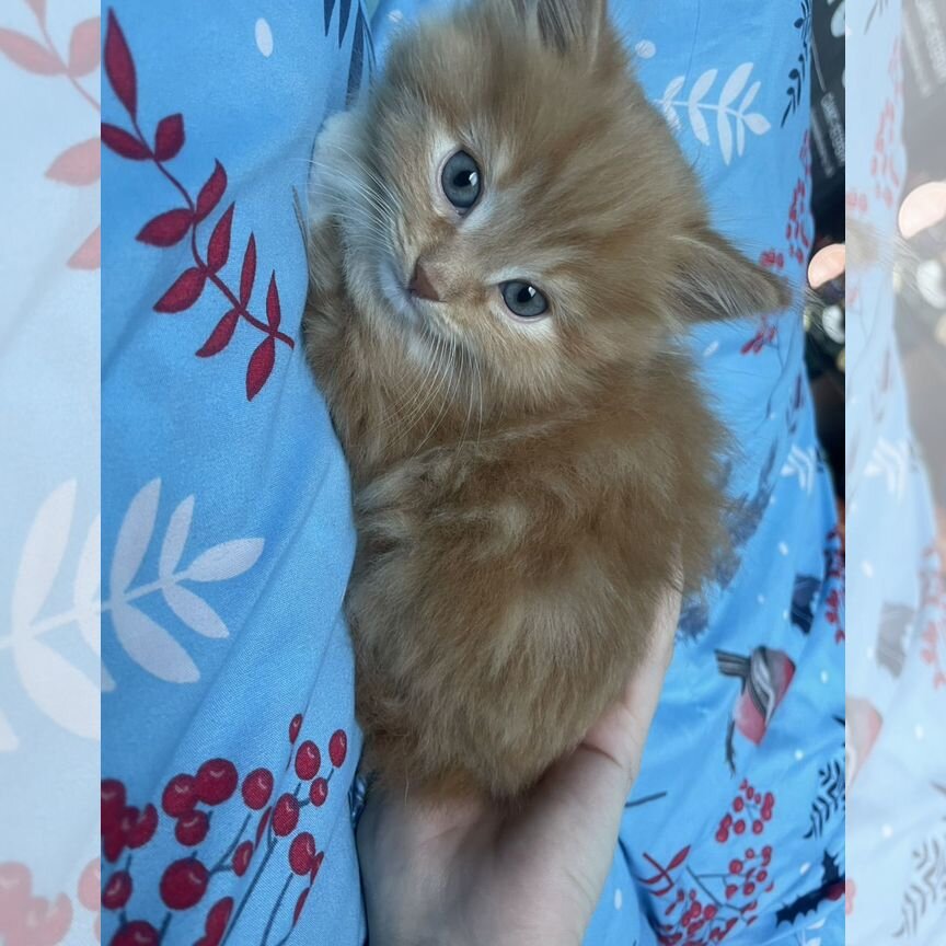 Котёнок от частного владельца