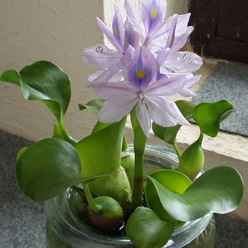 Водный гиацинт эйхорния