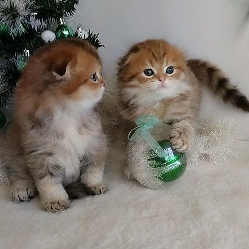 Золотые котята