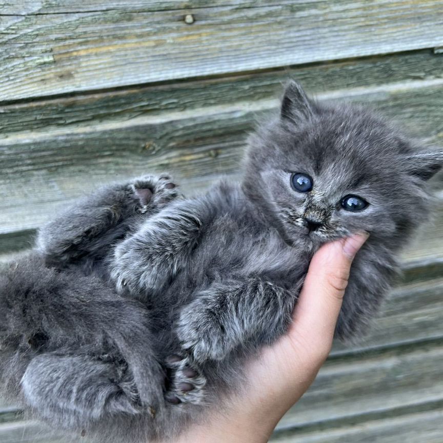 Котенок в семью