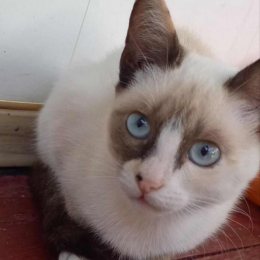 Балинезийская кошка