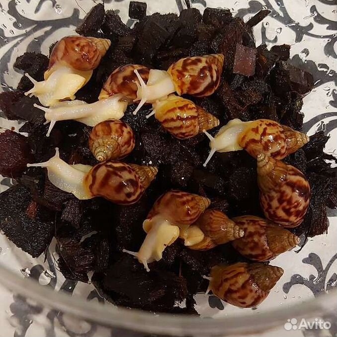 Улитки ахатины подростки