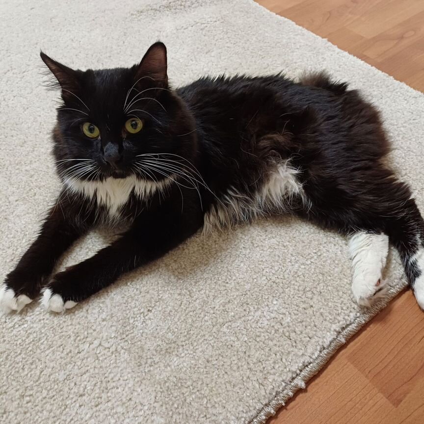 Кот Курильский бобтейл на вязку