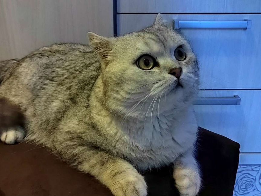 Британец шиншилла вязка
