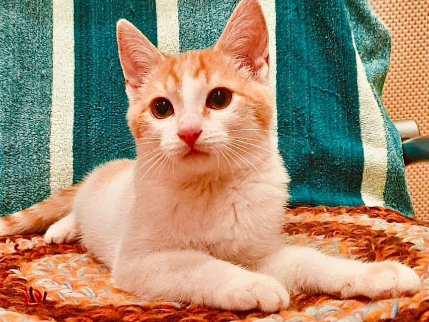 Рыжик - солнечный котенок - 4 месяца