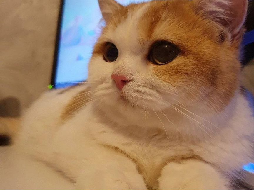 Кошка в добрые руки