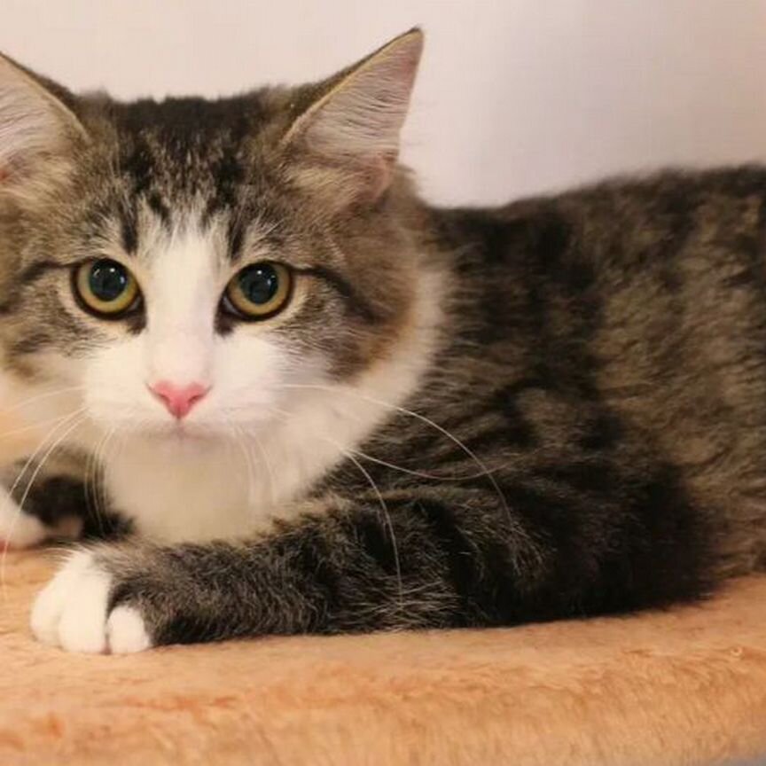 Помогите пожалуйста накопить на корм для животных