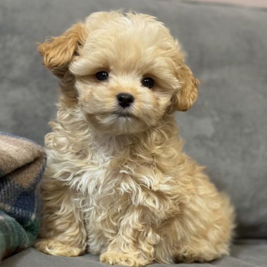 Мальтипу, щенок