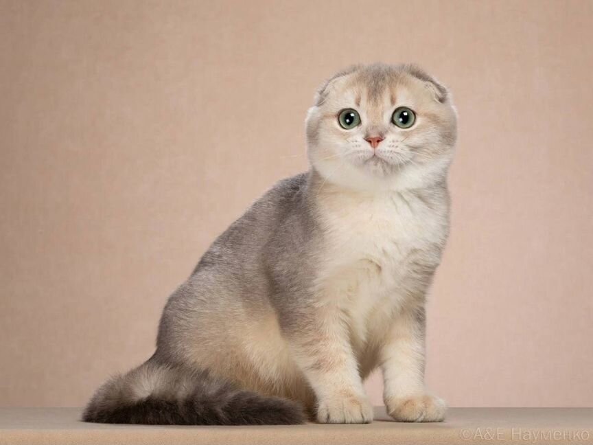 Шотландский вислоухий кот голубое золото (ау25)