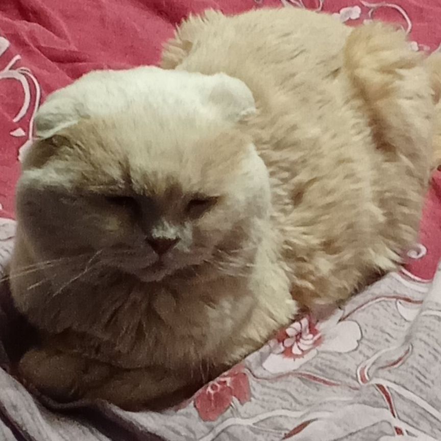 Отдам бесплатно шатланского кота
