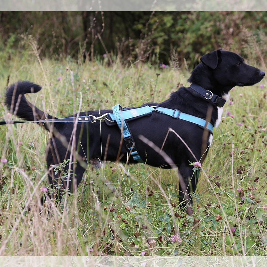 Взрослый пёс в добрые руки