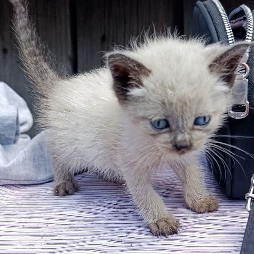 Сиамский котёнок