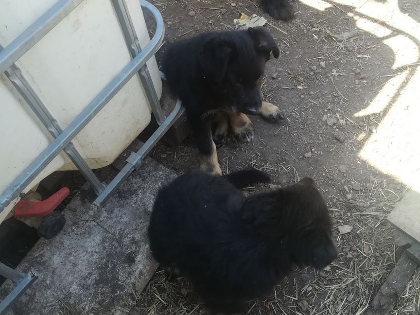 Собака