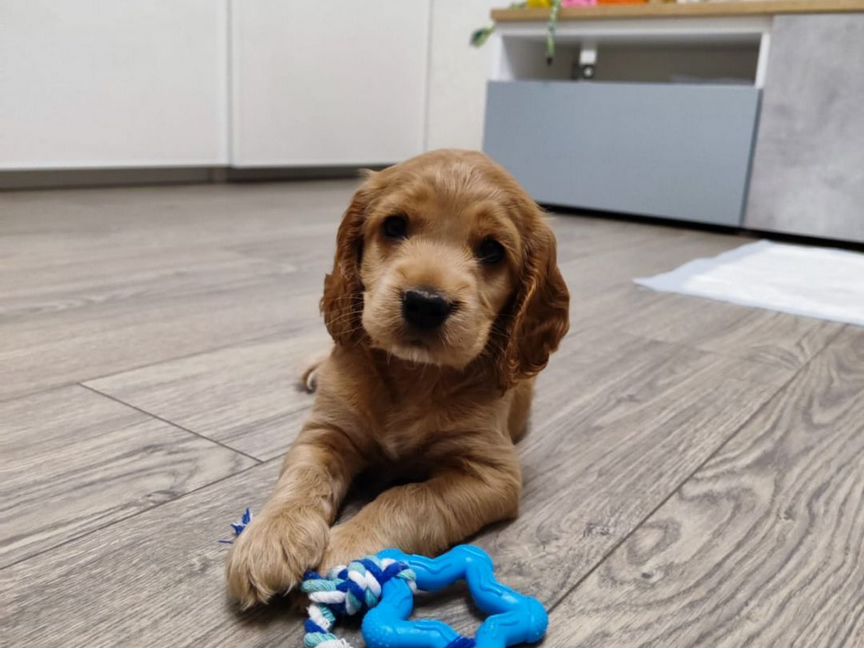 Щенки английского кокер спаниеля