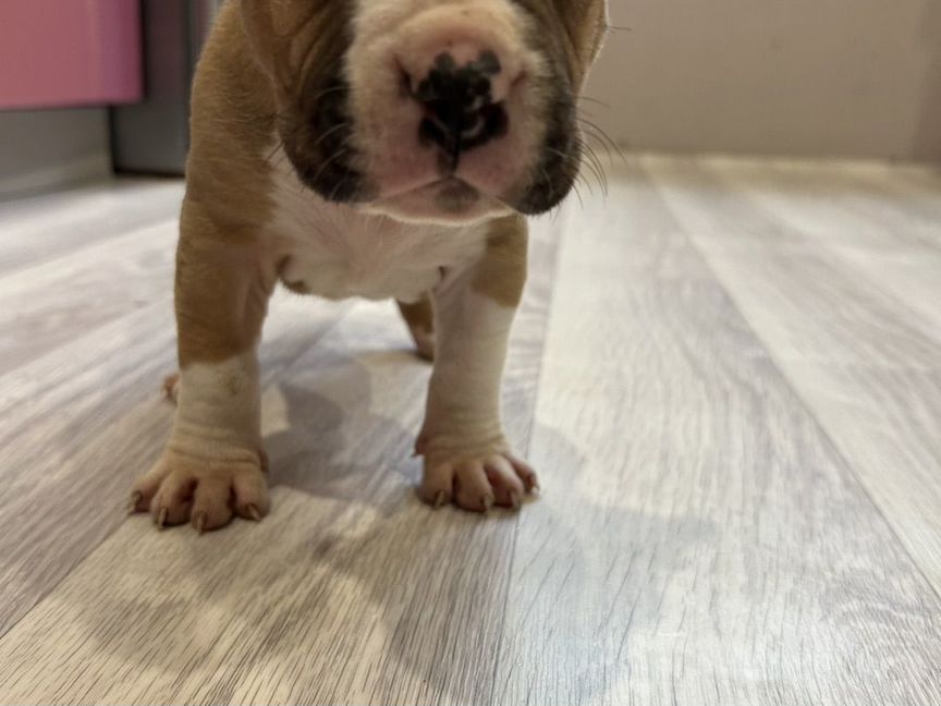 Стаффордширский терьер щенок